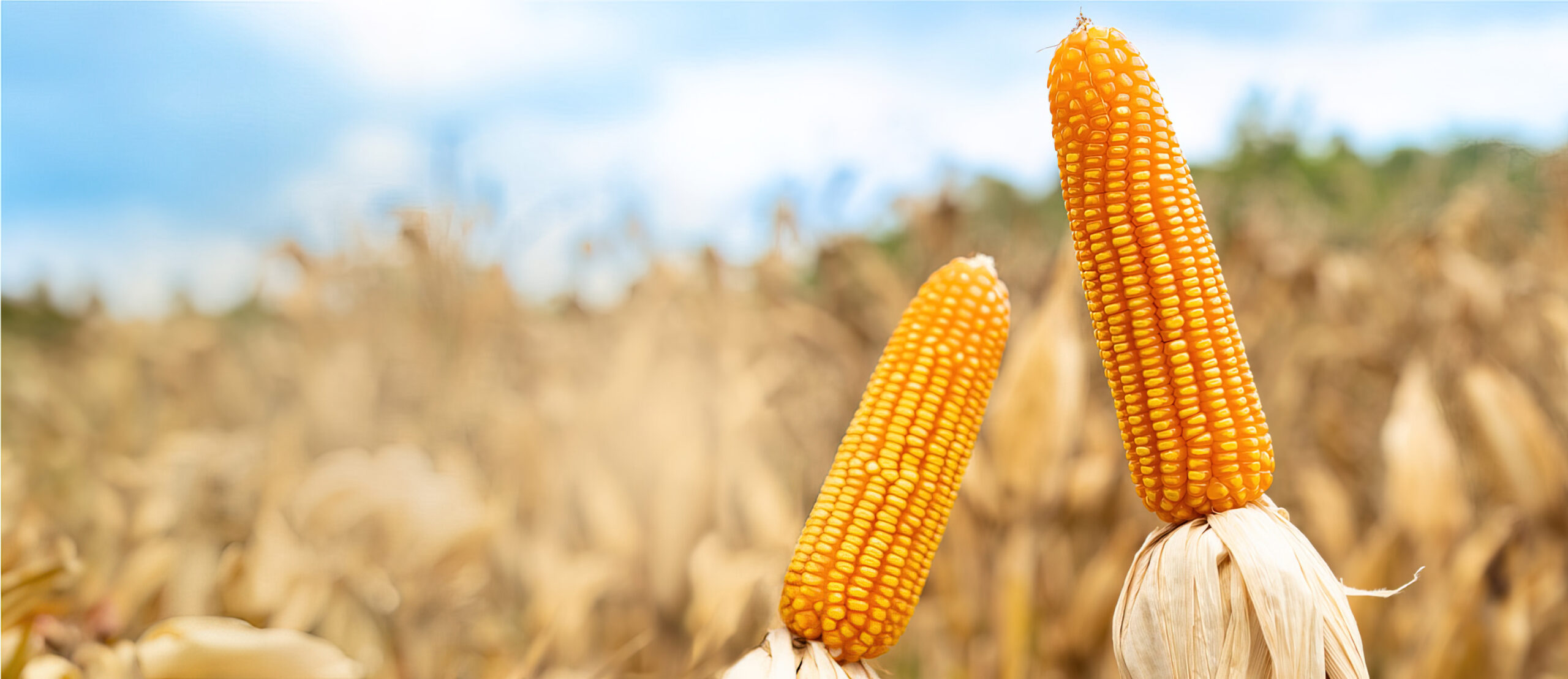 Agripac – Insumos Agrícolas